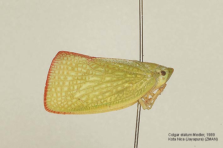Papua Insects Foundation (Hemiptera/Auchenorrhyncha/leafhopper ...